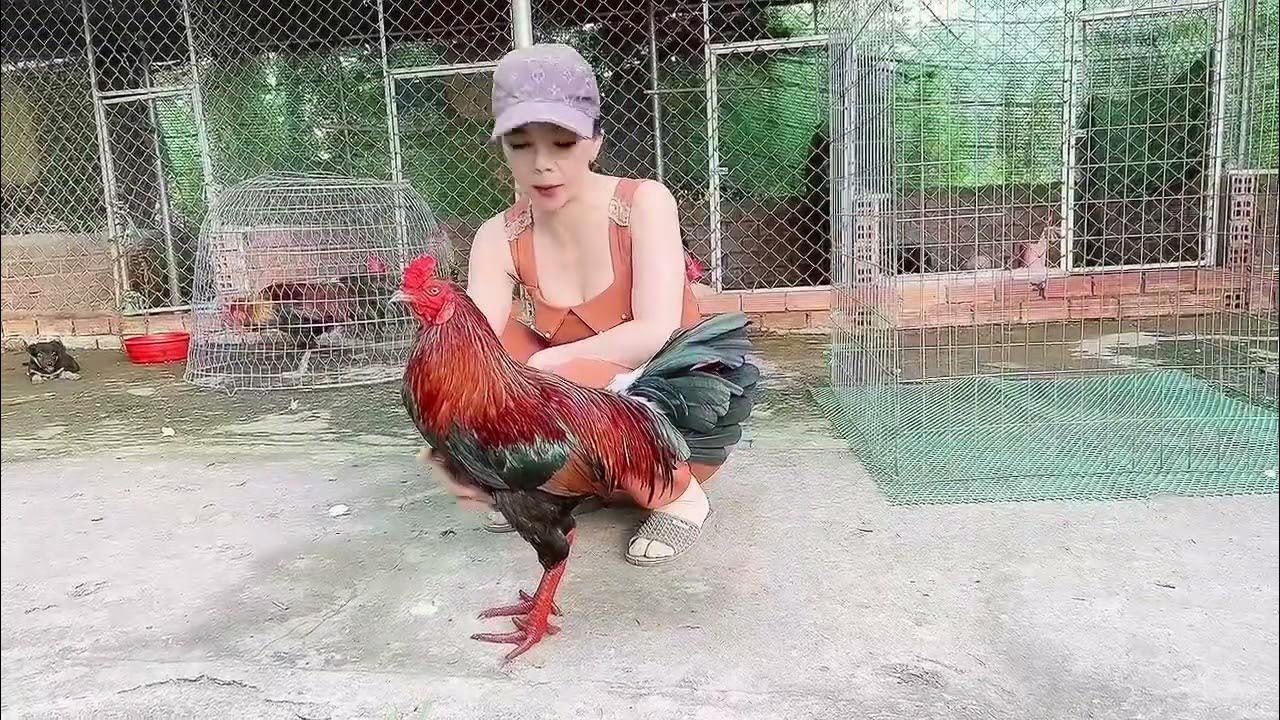 2 con trạng bằng kg 3kg3 - 4củ5 một con -ae hợp dálô không396môt46môt68 ( Ngọc ) - YouTube