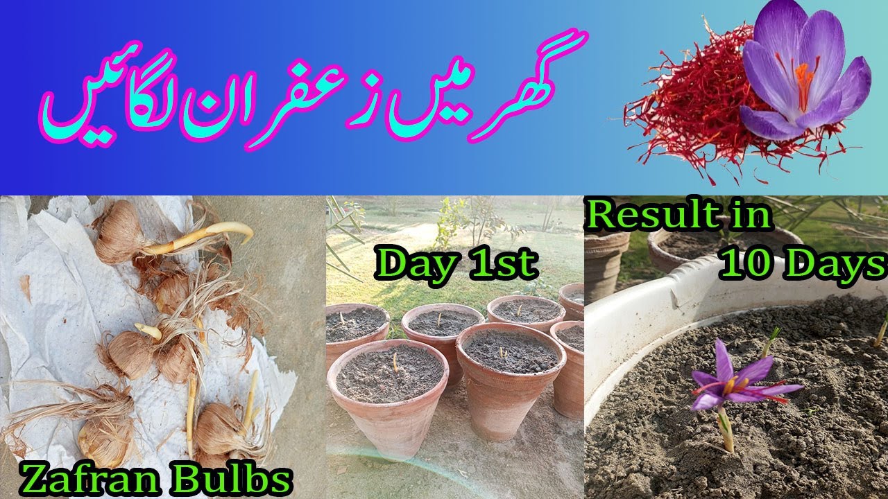 How to Grow Zafran at Home in Pots | Kesar | Saffron at home in pots ...