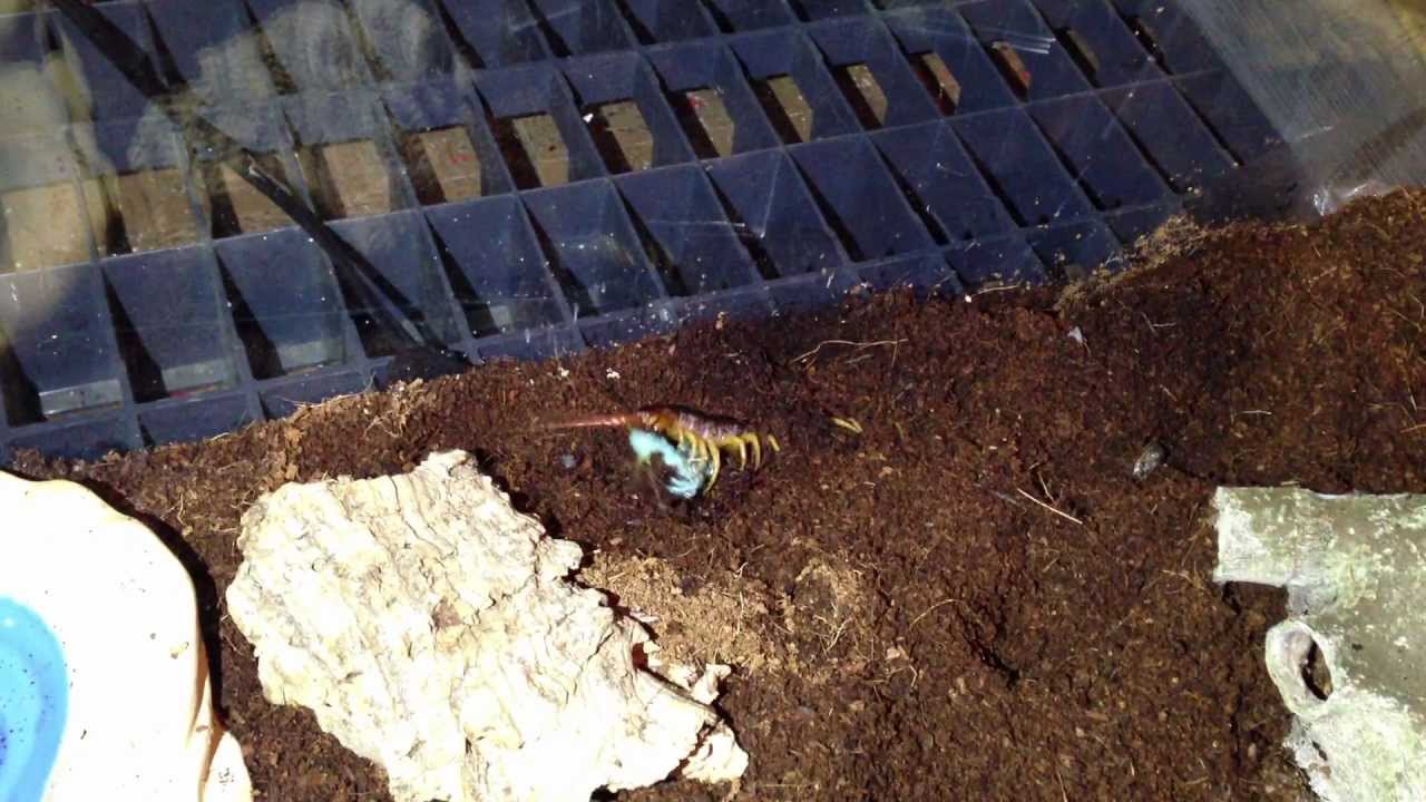 Vietnamese Giant Centipede eating Goliath Worm - YouTube