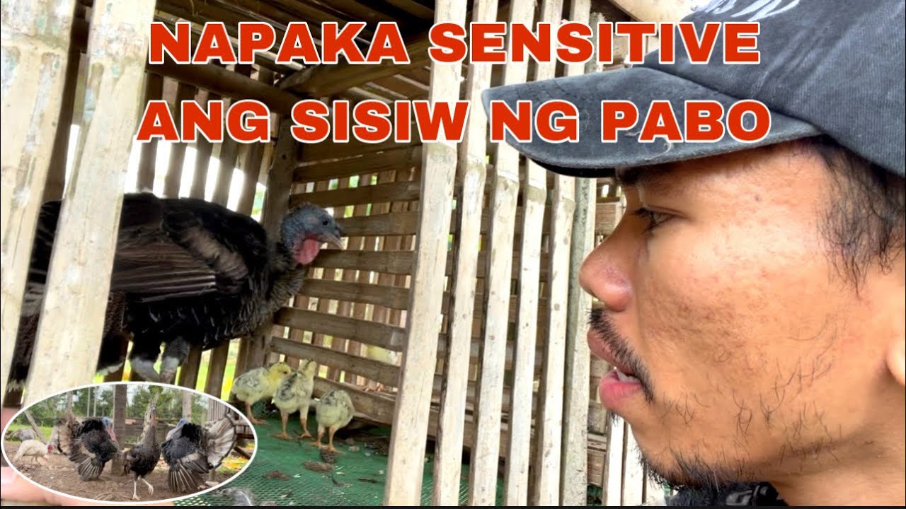 NAMISA NA ANG PABO | PAANO ALAGAAN ANG BAGONG NAMISA NA PABO | ANO ANG ...