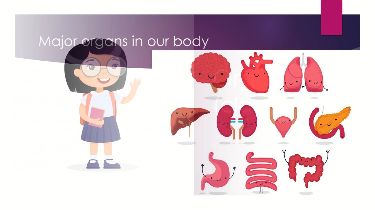 Different types Organs in Human Body (PART 3) - YouTube