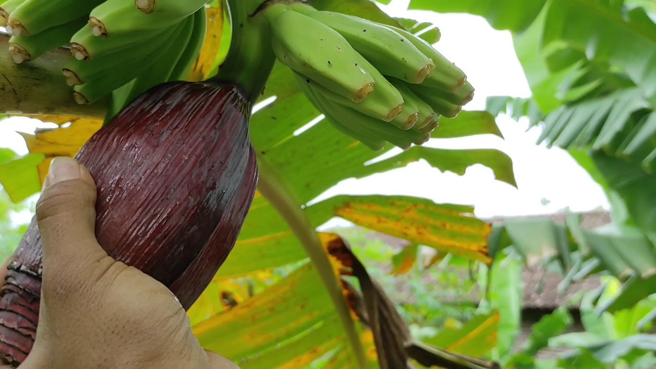 BUNGA JANTAN & BETINA PISANG - YouTube