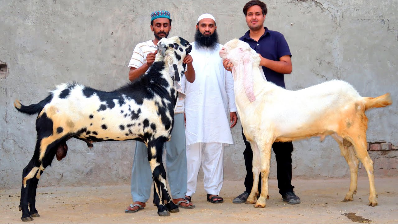Big Breeders And Female Goats Of Madni Goat Farm Lahore 2020 - YouTube