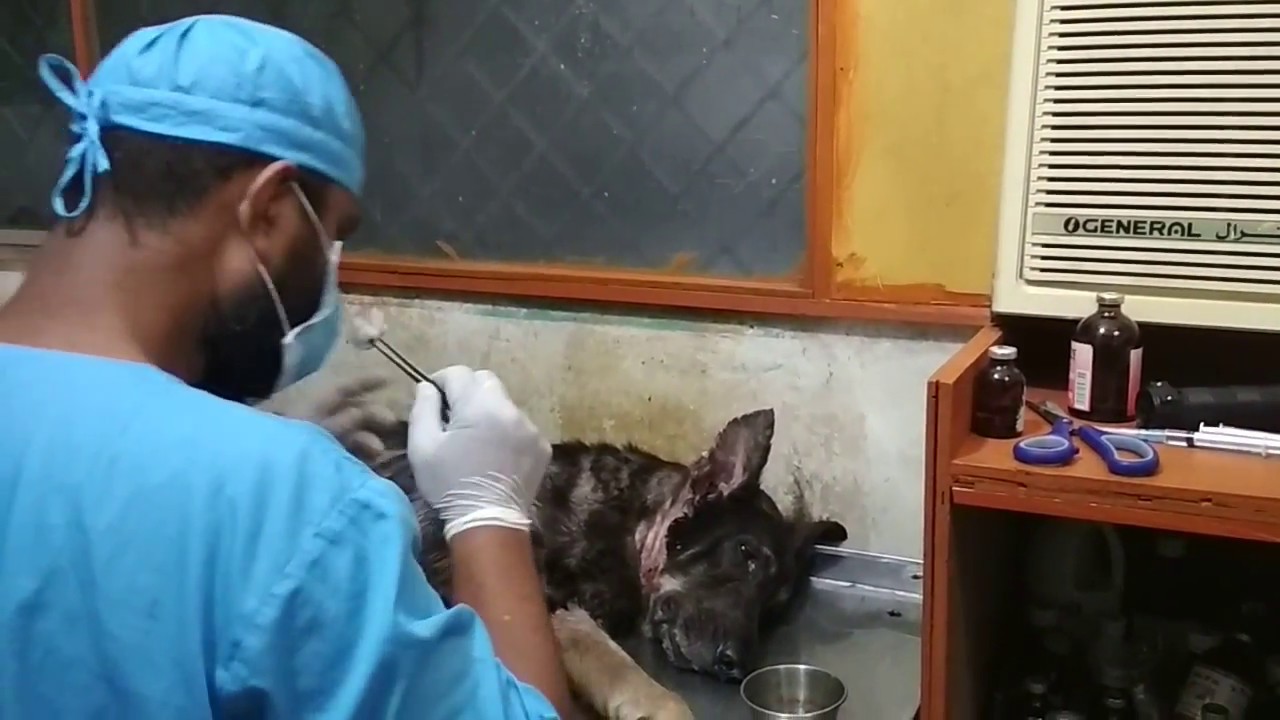 Maggot in a Dog @ Dr. Sagir's Pet Clinic 01912251312 - YouTube