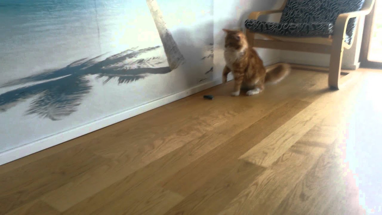 Kangaroo Jump by Filou The Cat - YouTube