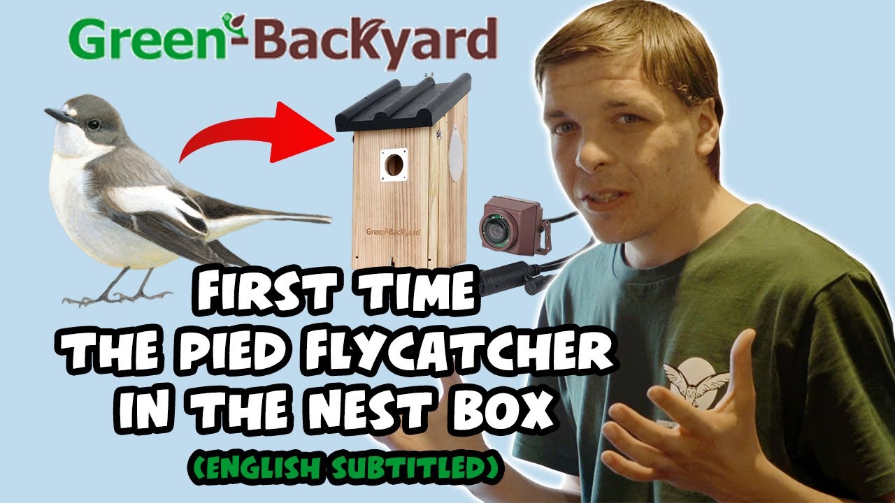 First time the European pied flycatcher in the nest box - YouTube