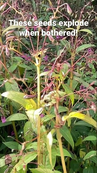 These Seeds Explode If You Touch Them #shorts - YouTube