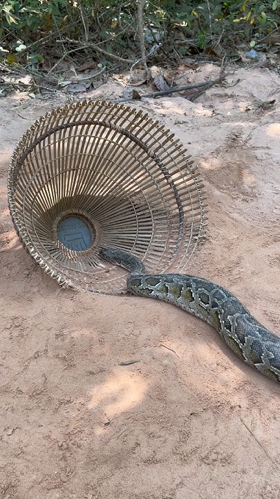Creative snake trap using Bamboo & deep hole #snaketrap #amazingtrap # ...