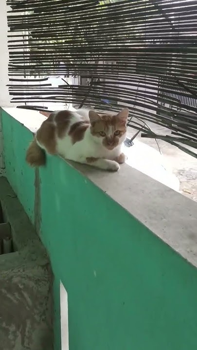 kucing nongkrong#shorts - YouTube