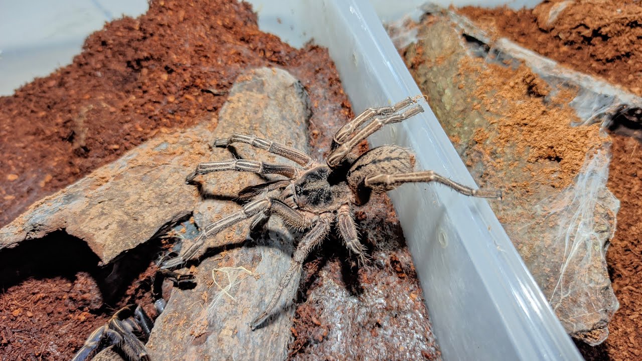 TARANTULA MATING | CRYOPAGOPUS ALBOSTRIATUS | PAIRING ZEBRA THAI ...