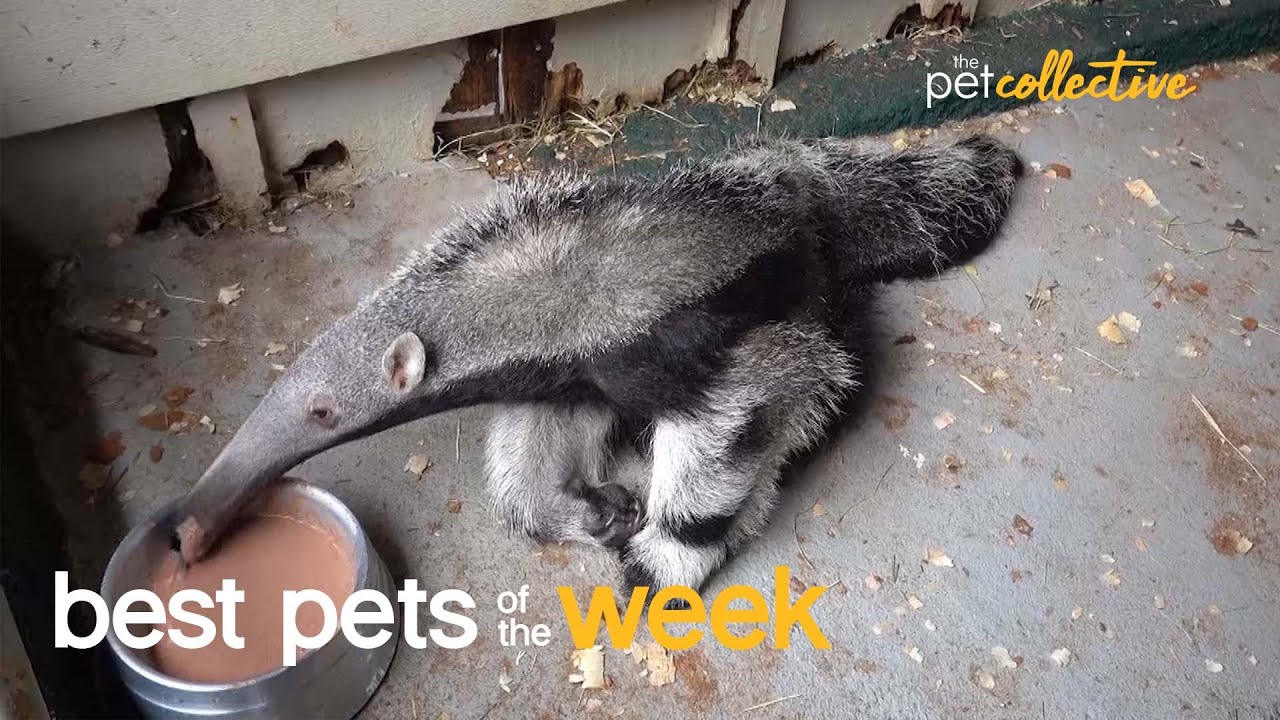 Anteater Buffet | Best Pets of the Week - YouTube