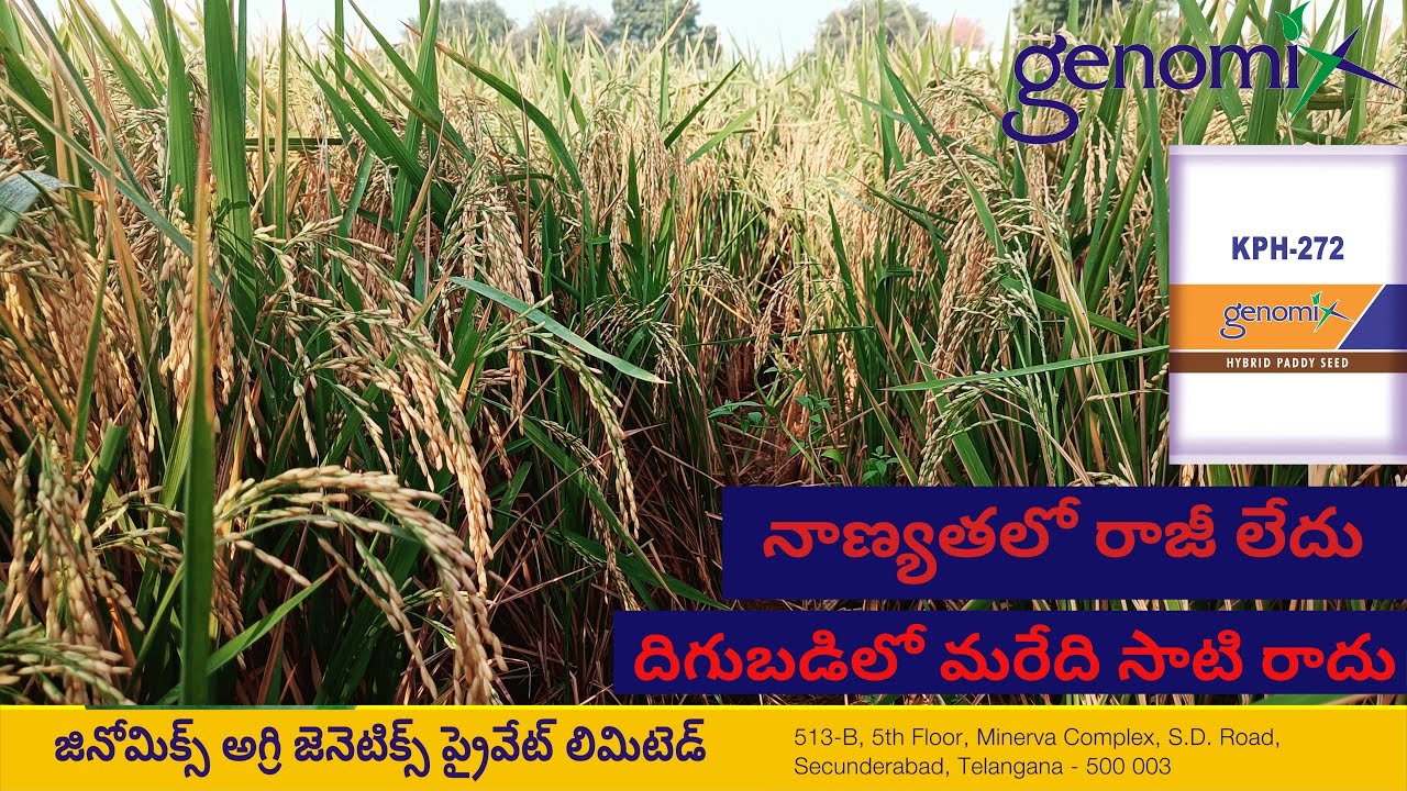 Genomix seeds Hybrid paddy KPH272 | Farmer opinion | Warangal - YouTube