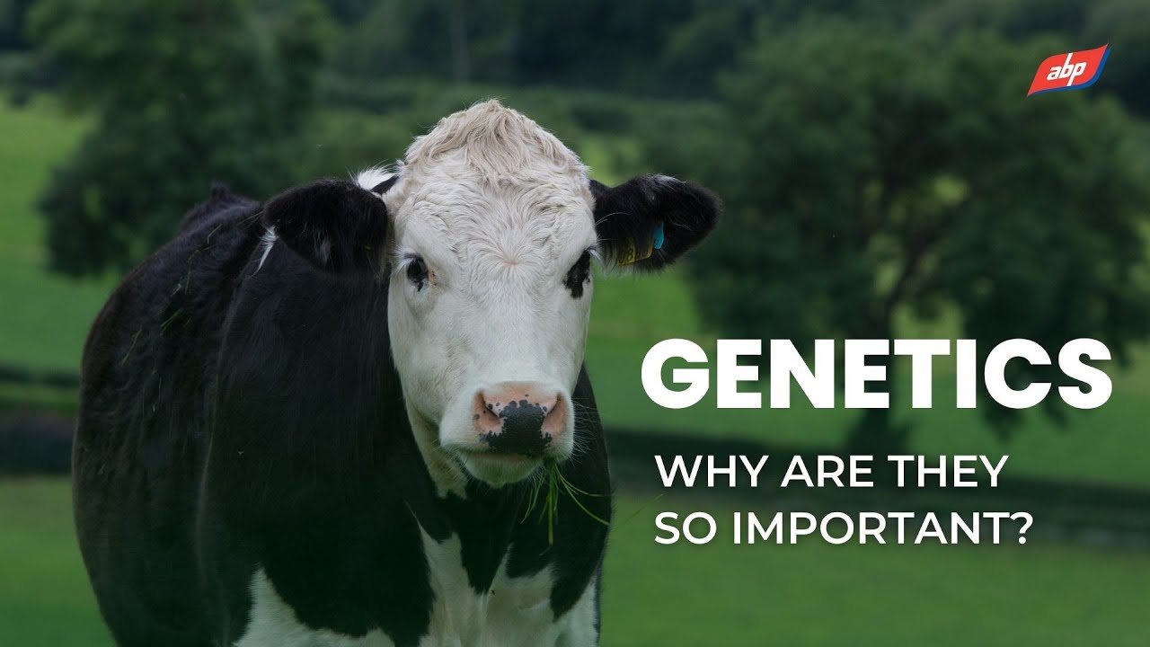 Genetics - Why are they so important? | ABP Demonstration Farm - YouTube