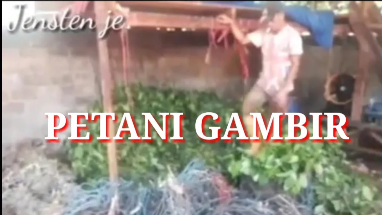 PROSES PENGOLAHAN DAUN GAMBIR DAN PEREBUSAN JADI GETAH GAMBIR... - YouTube