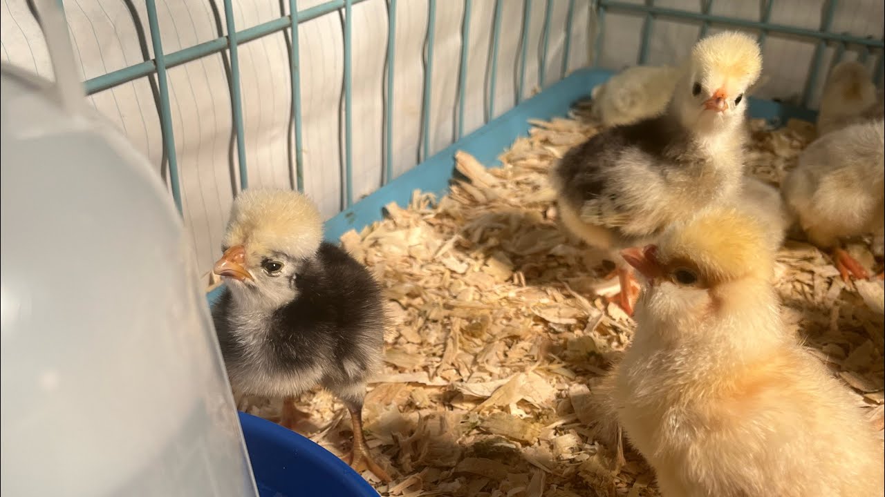 More Crackle Hatchery Crested “Top Hat” special & Splash Polish - YouTube