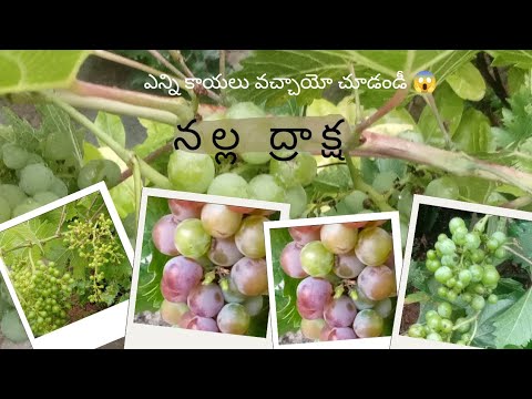 ఇంట్లోనే ద్రాక్ష సాగు | How to grow grapes at home | draksha chettu ...