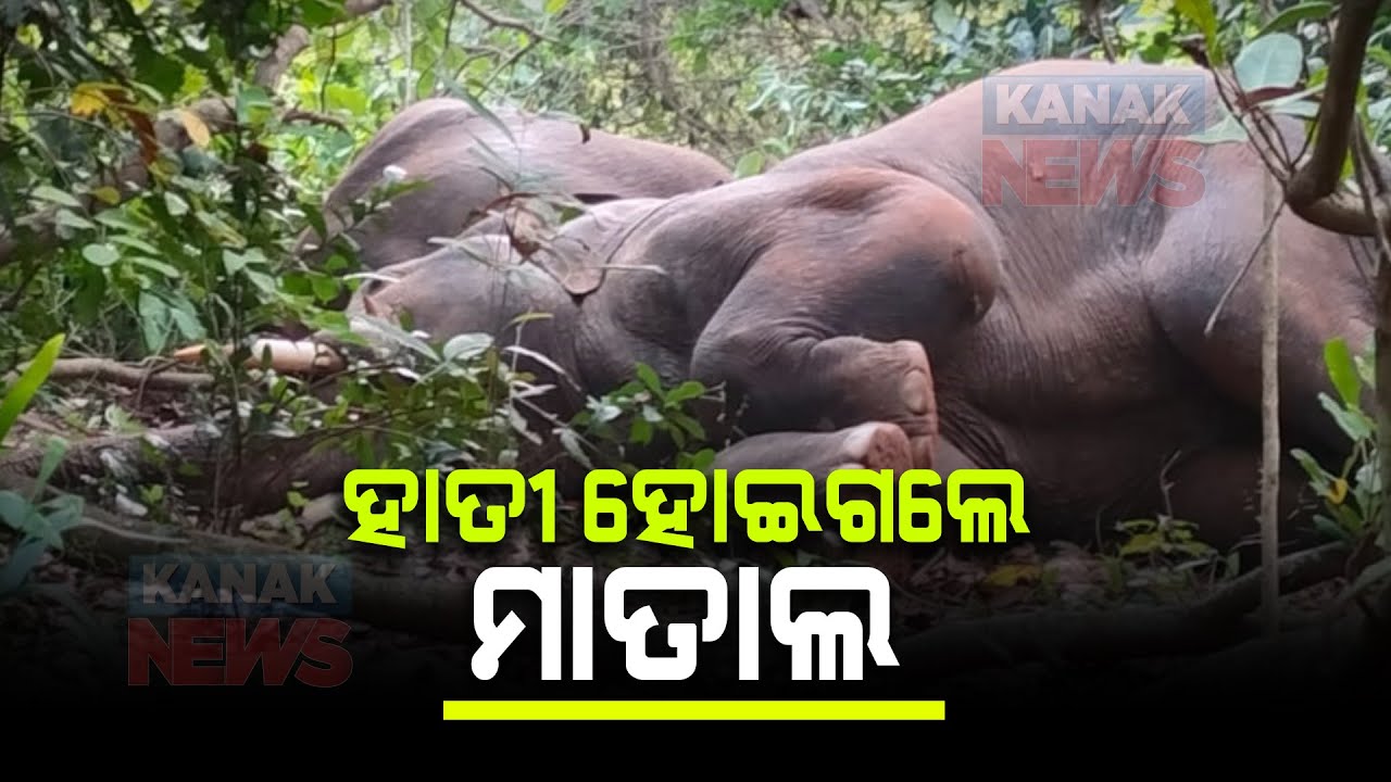 24 Intoxicated Elephants Slept In Cashew Field By Consuming Mahua In ...