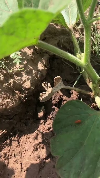 Kaddu Farming How To Grow Pumpkin Or Kaddu Kaddu Shortvideo Youtubeshorts Ytshorts