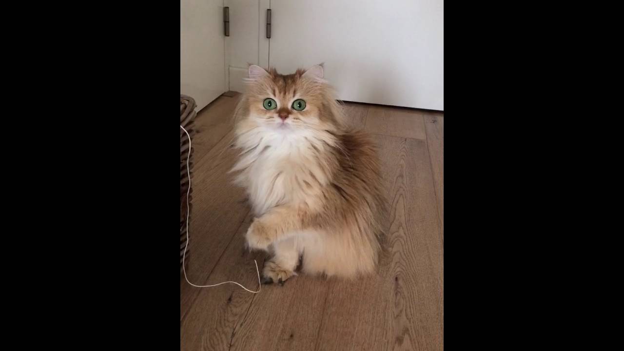Cat Gets Caught Chewing Cable - YouTube