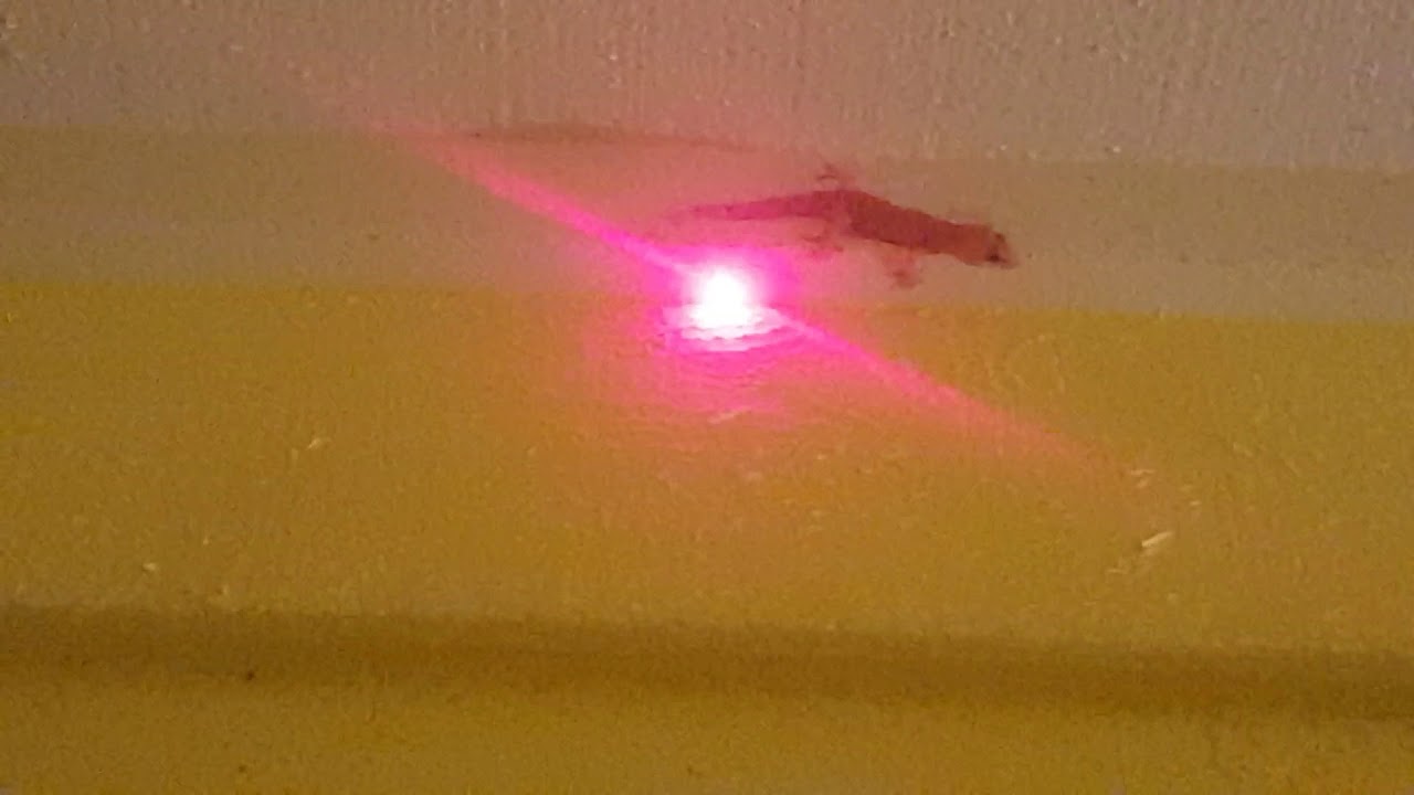 Laser Lizard! - YouTube