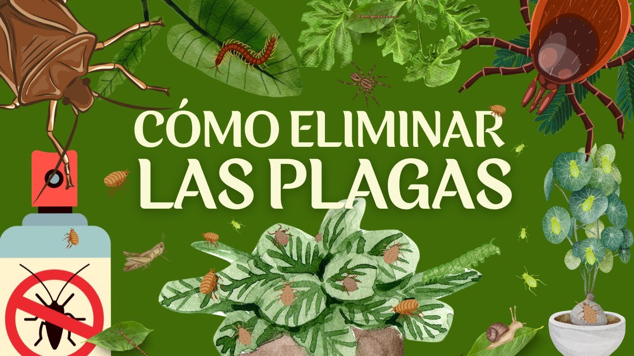¿Plagas en plantas? 🪴🚨 🪲 Así debes actuar si tienes una plaga - YouTube