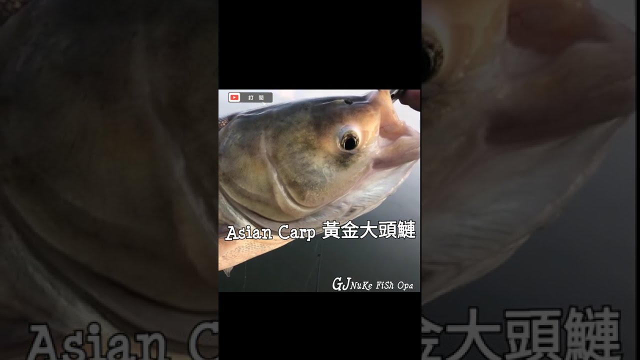 【NuKe FiSh Opa】台灣淡水大魔王，黃金大頭鰱 ，Asian carp，lure lure fishing。vlog - YouTube