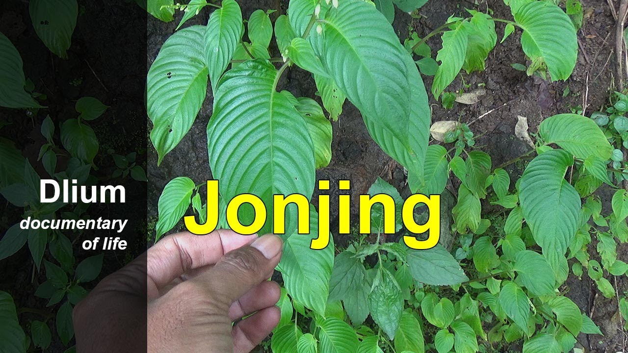 Jonjing (Rhynchoglossum obliquum) - part 1 - YouTube