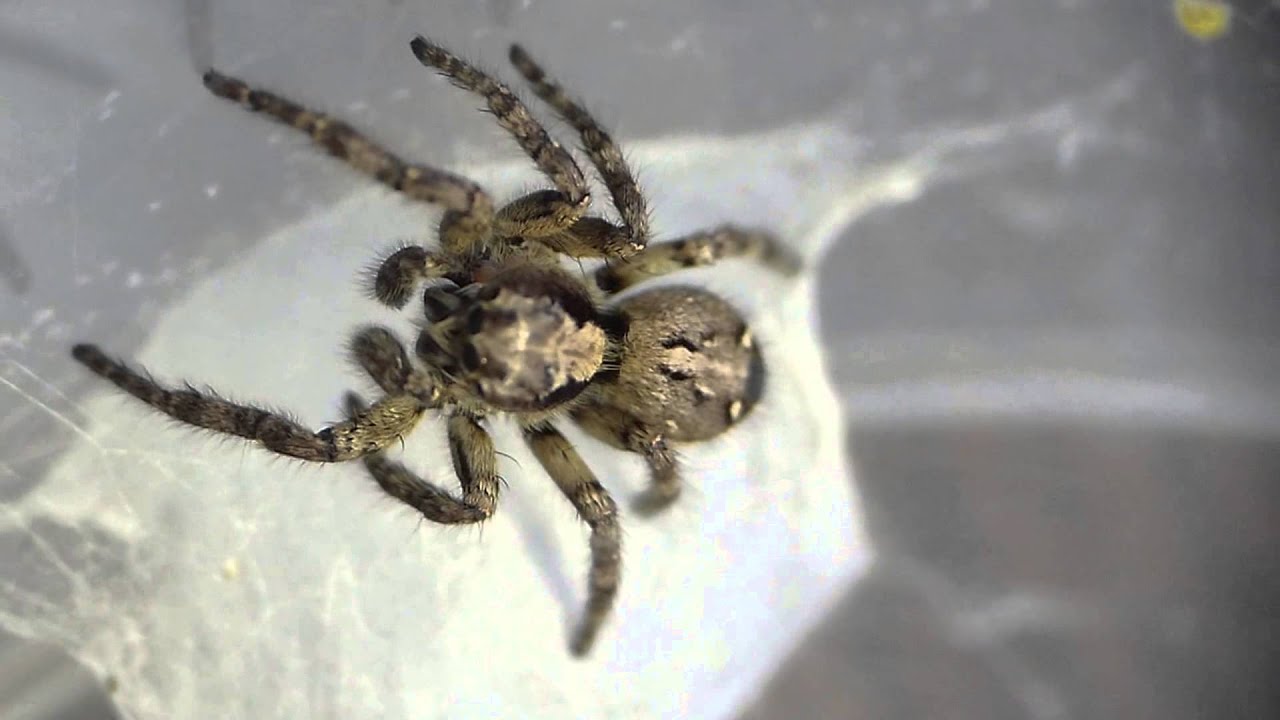 Plexippoides Jumping Spider & His Shelter Web マダラスジハエトリ♂亜成体（蜘蛛）の袋状住居網 ...