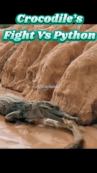 Crocodile’s Fight Vs Python 🔥🥵|| #shorts #animals #python # ...