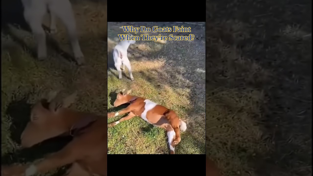 Why Do Goats Faint When They’re Scared? 😳 #interesting - YouTube