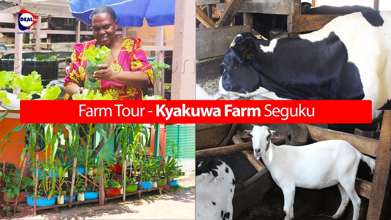 "Discover the Secret to Kyakuwa Farm's Rapid Growth: Unveils Innovative ...