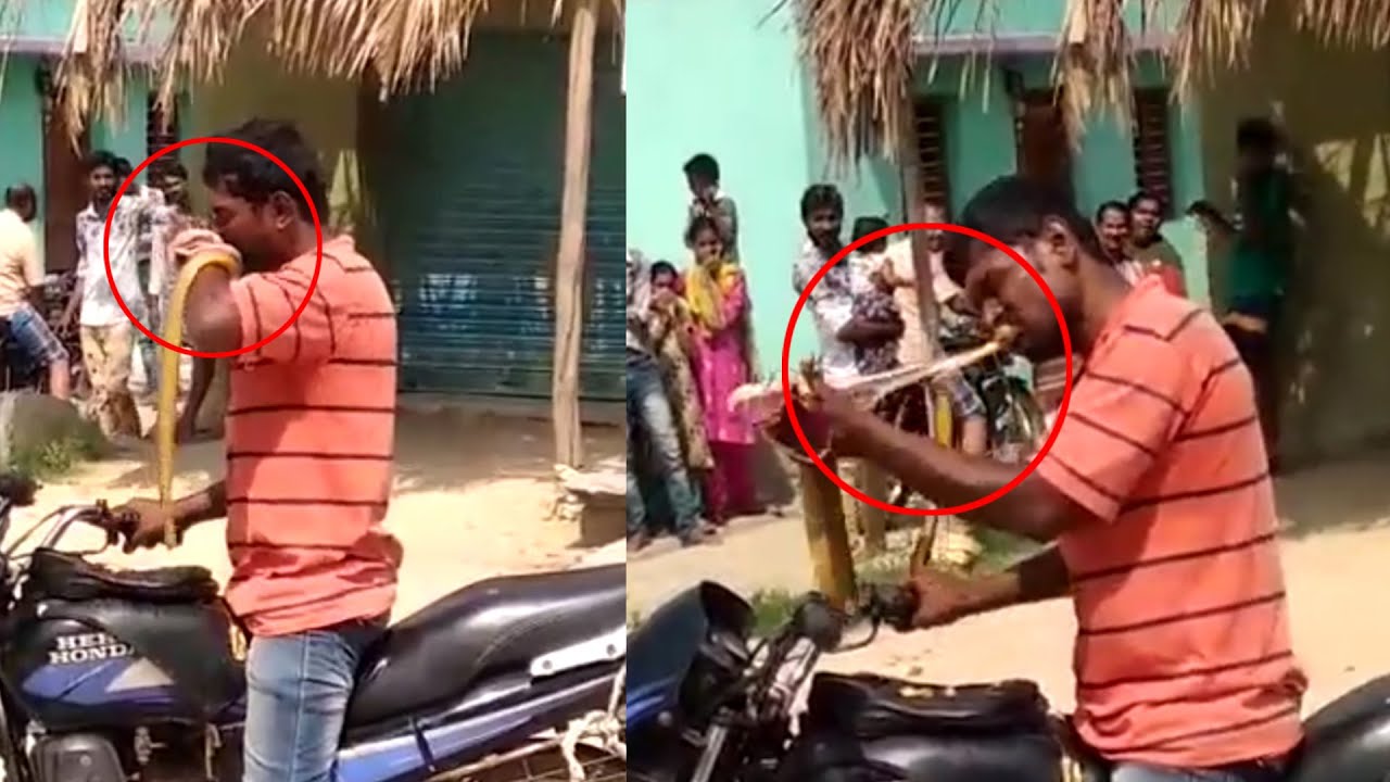 Man Eating Snake Video Goes Viral - YouTube