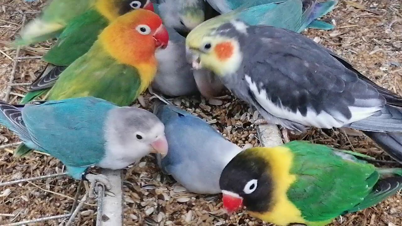 #Belles couleurs, des #Inséparables, #love birds aviary, - YouTube