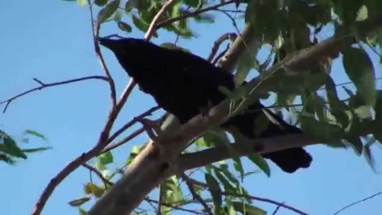 Bugs and Birds in the Northern Territory, Australia - YouTube