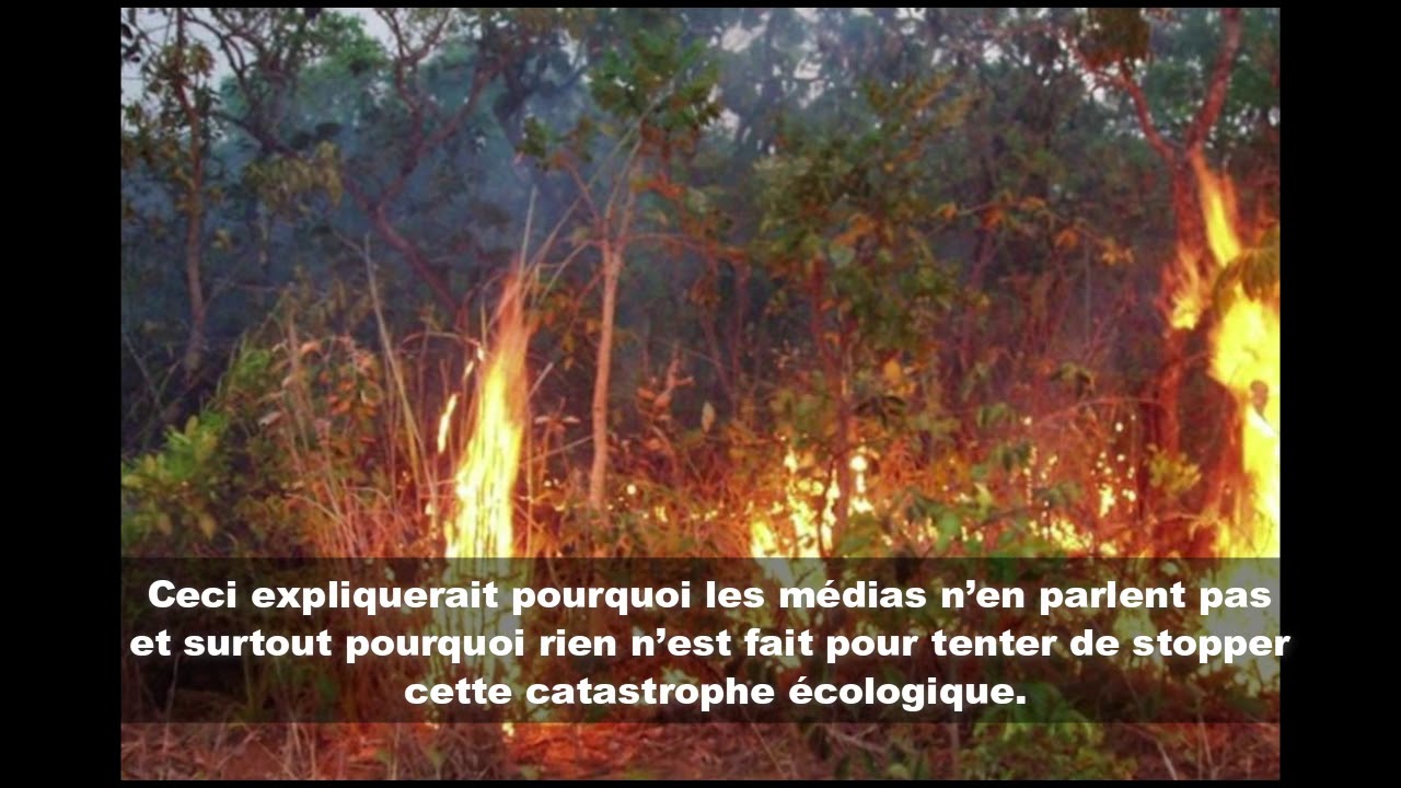 La forêt amazonienne en feu : un drame écologique - YouTube