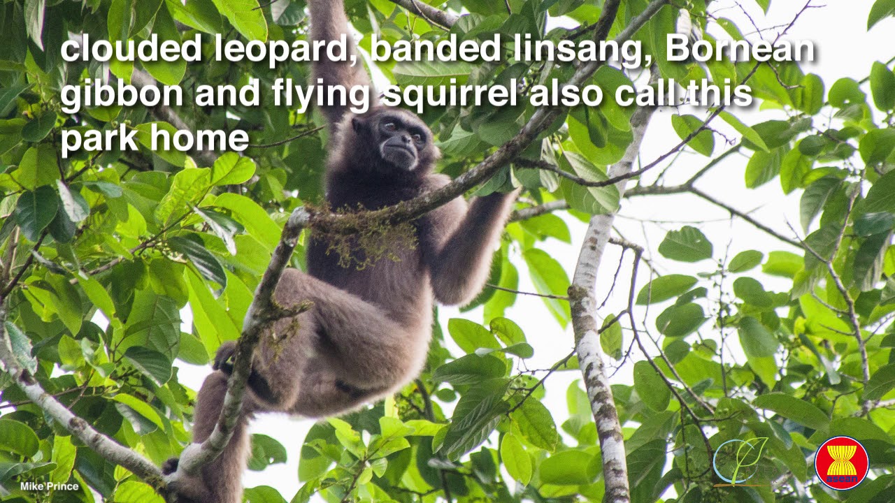 ASEAN Heritage Parks – Tasek Merimbun Heritage Park in Brunei ...