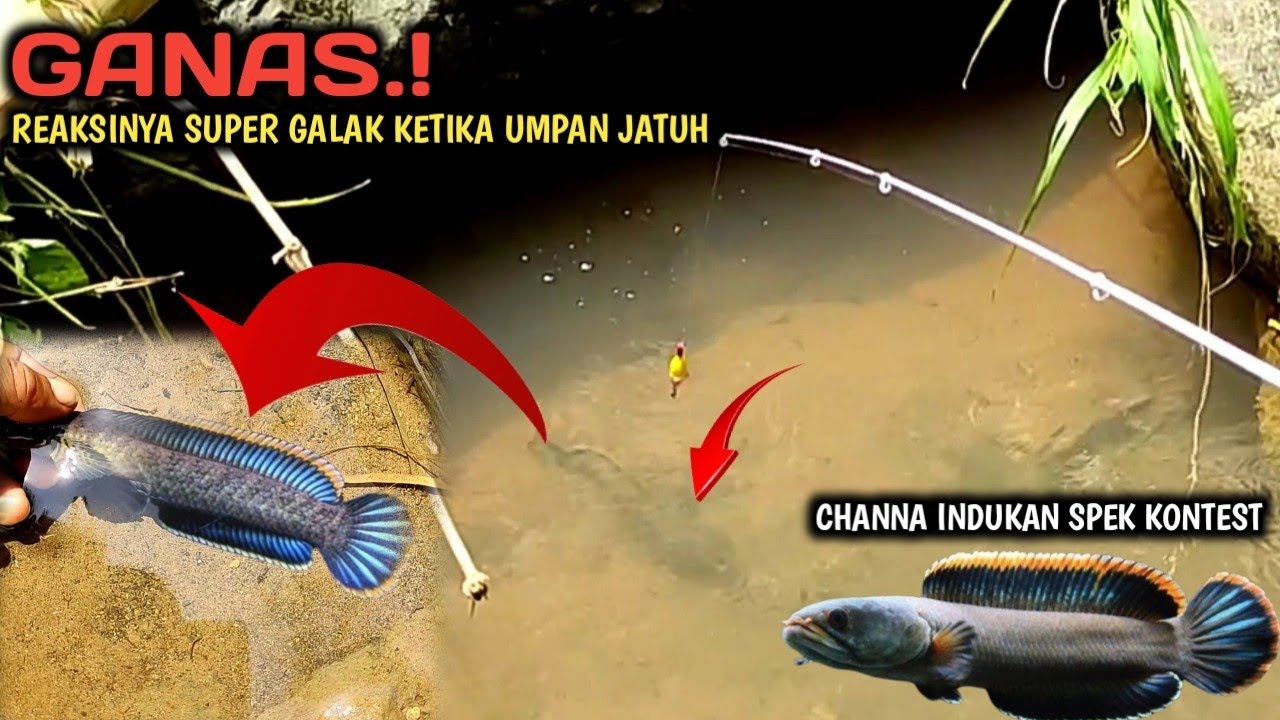 Mantap.! Mancing Ikan Gabus Hias Channa Limbata/Kotes || Jackpot Strike ...