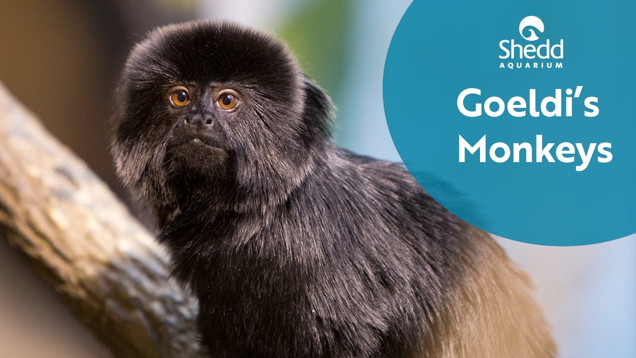 Goeldi's Monkeys - YouTube