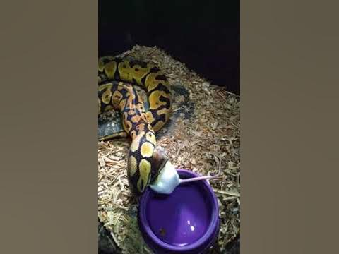 BALL PYTHON STRIKE MICE - YouTube