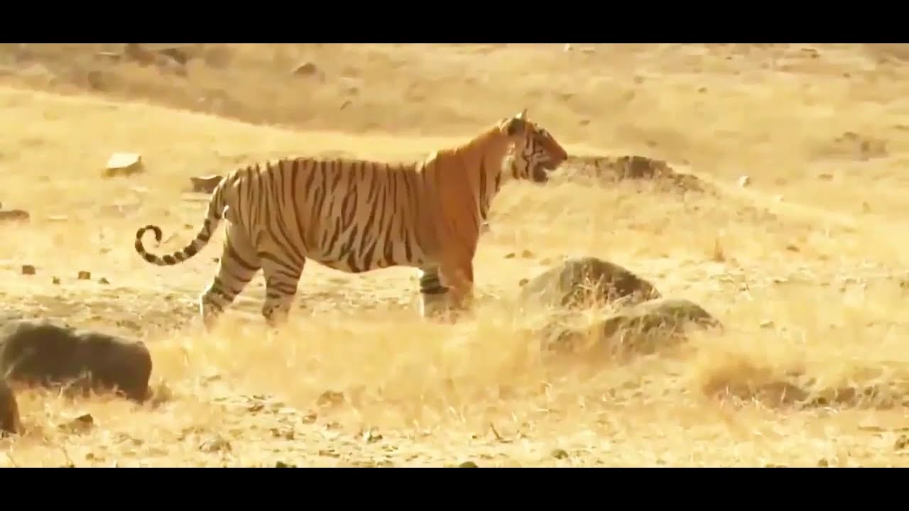 Life of Tiger Queen National Geographic Documentary HD 2020 - YouTube