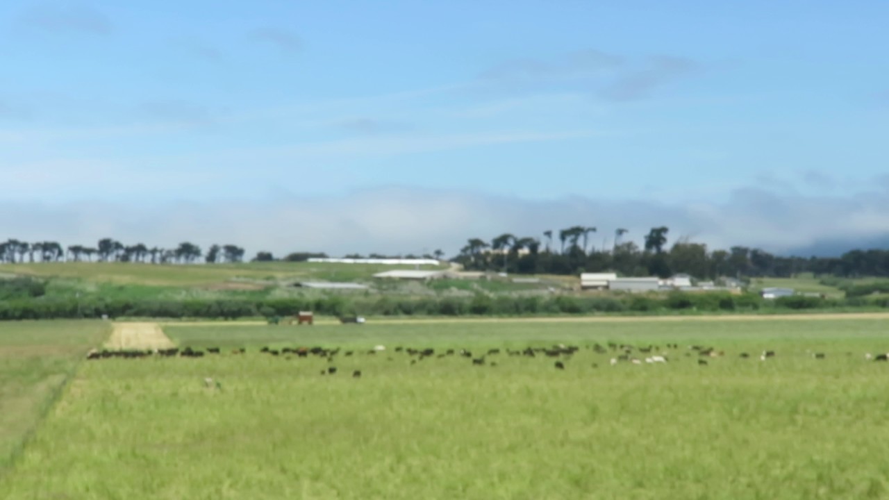 Grazing lands - Manchester, California - YouTube