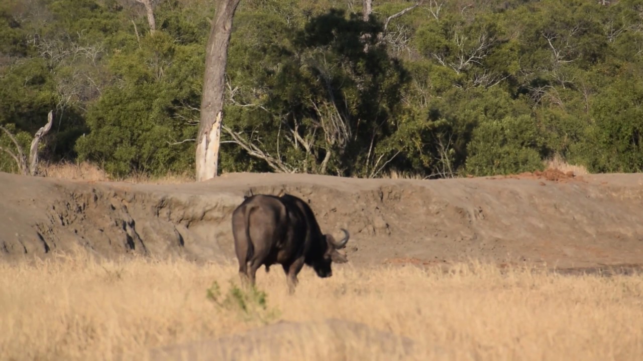 A pride of Lions hunting Buffalo - EPIC HUNT!!! - YouTube
