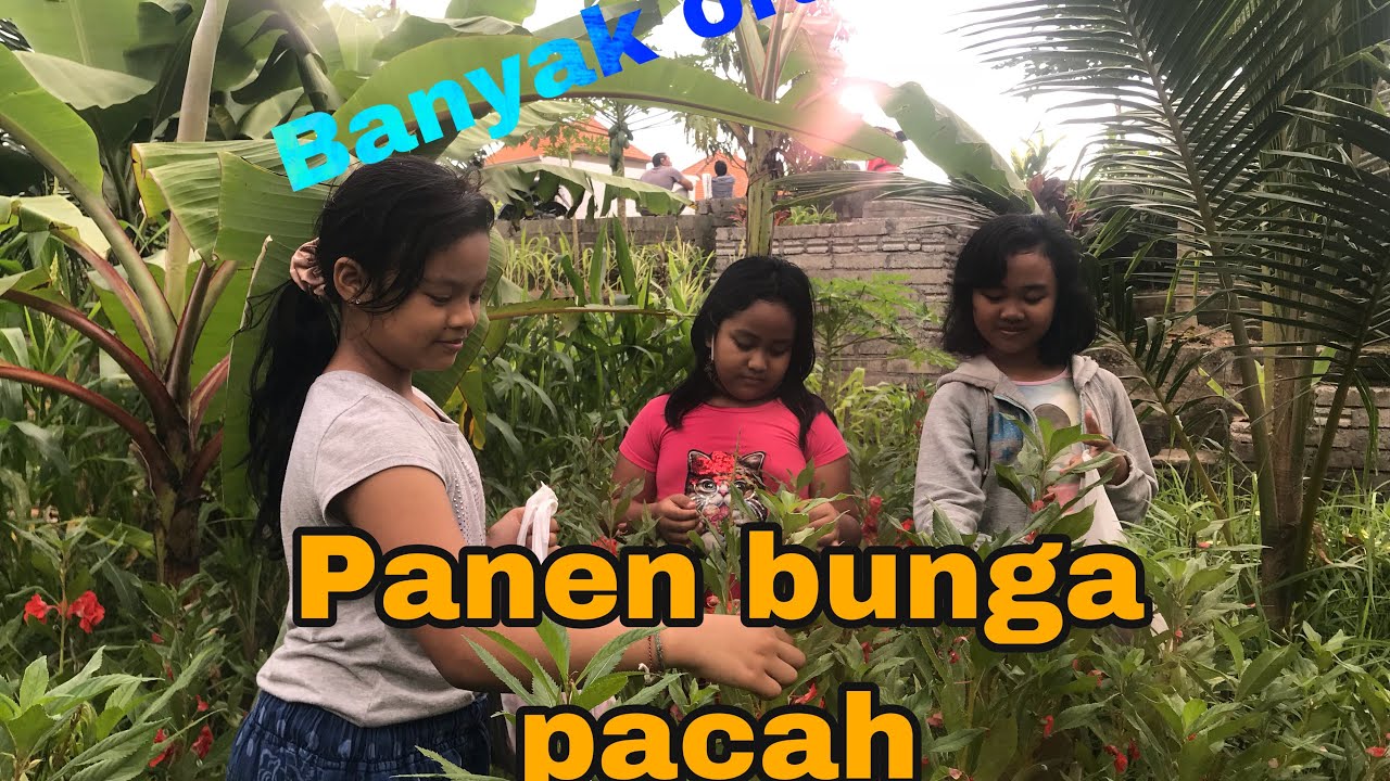 PANEN BUNGA PACAH BARENG KAYLA ARIANA 🤩 - YouTube