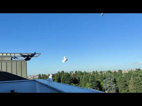 BU KADAR YER HAKİMİYETİ YETER! YAVRULAR İÇİN ARTIK UÇMA VAKTİ😉