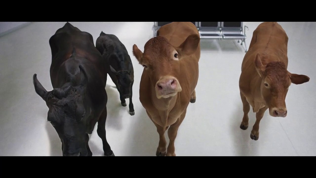 WestJet Cattle - YouTube