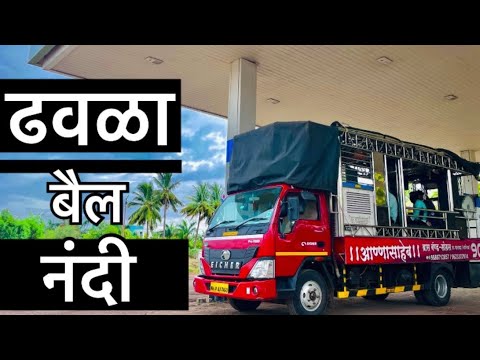 #dhavala_bail_nandi #annasaheb_brass_band_sogras |mo.9860713857 ...