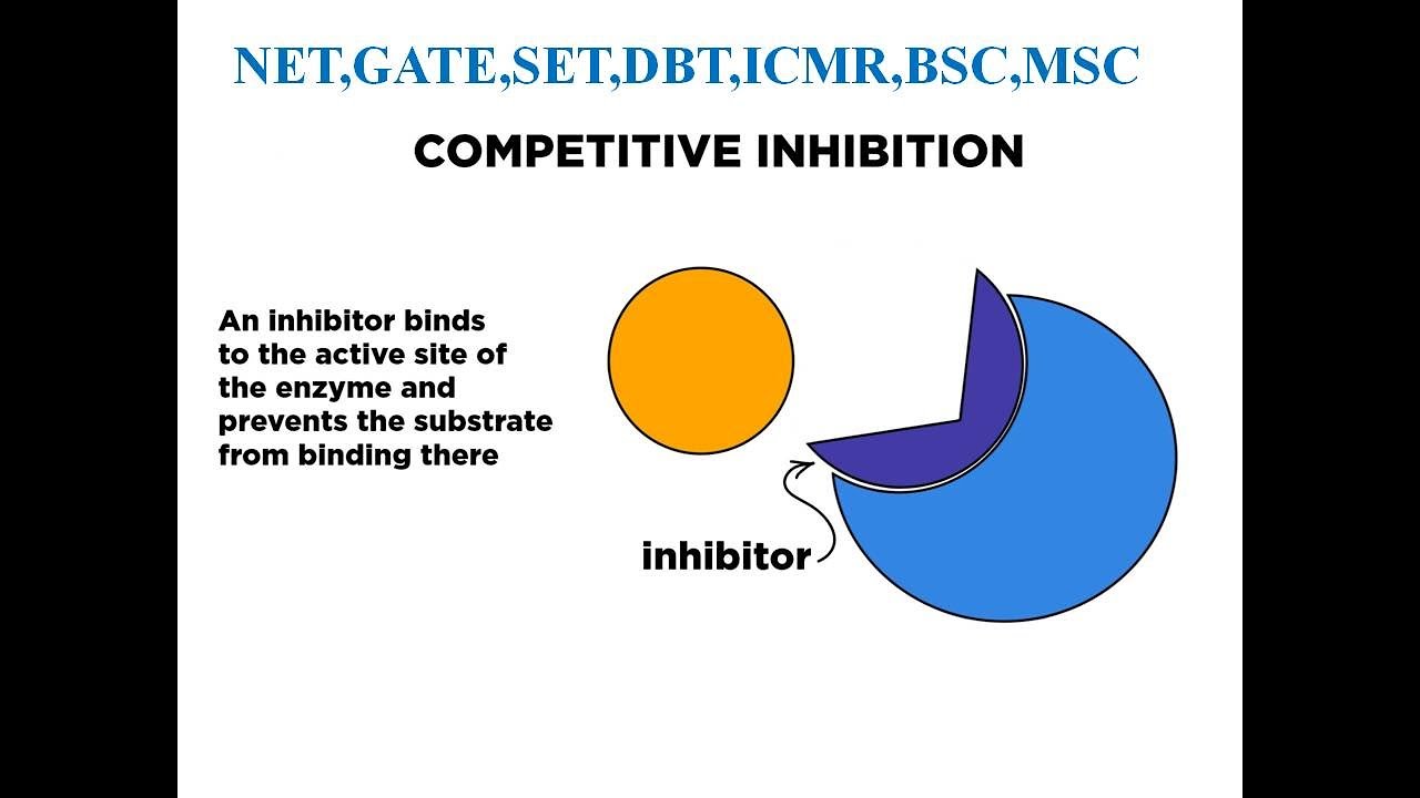 Competitive inhibition of Enzyme| Enzyme Kinetics of Competitive ...