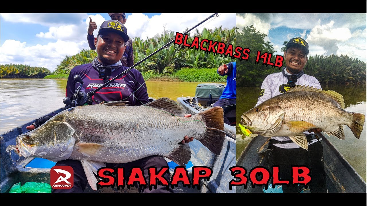 Blackbass & Siakap Sebatik SABAH 2024 - YouTube