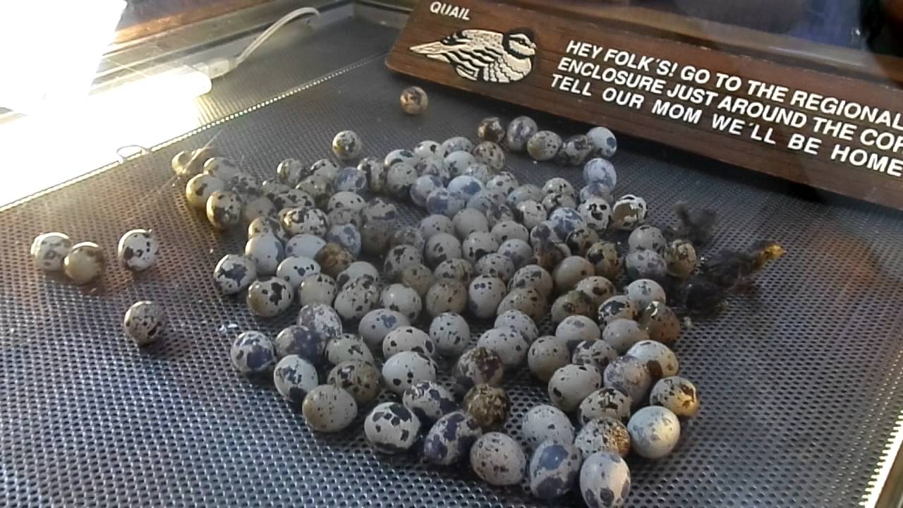 XCARET EXPERIENCE - nacimiento de bebés codorniz - YouTube