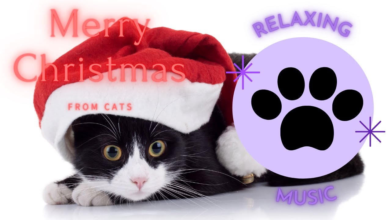 Christmas Cat Relaxation Music - Cats on Christmas Videos - Calming ...